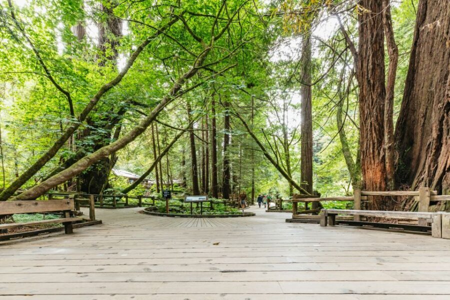 San Francisco: Muir Woods and Sausalito Small-Group Tour - The Itinerary in Detail
