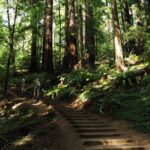 San Francisco Muir Woods Tour and Bike The Golden Gate Bridge - Free Time in Sausalito