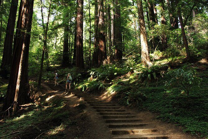 San Francisco Muir Woods Tour and Bike The Golden Gate Bridge - Free Time in Sausalito