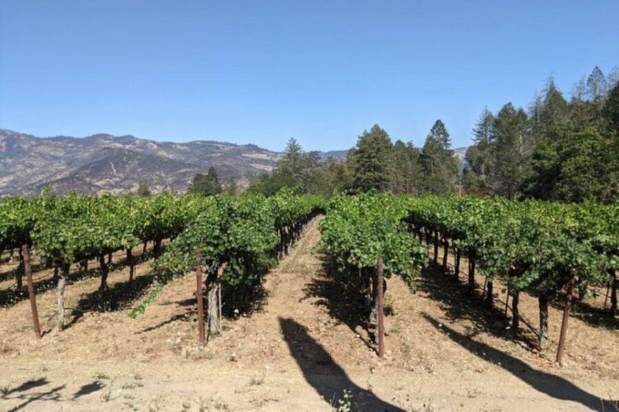 San Francisco: Napa and Sonoma Valley Private Wine Tour - Authentic Traveler Insights