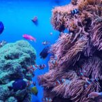 San Francisco: Private Monterey Aquarium 17 Mile Carmel - What’s Included and What’s Not
