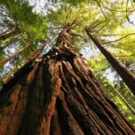 San Francisco: Private Muir Woods and Sausalito Tour - The Value of this Tour