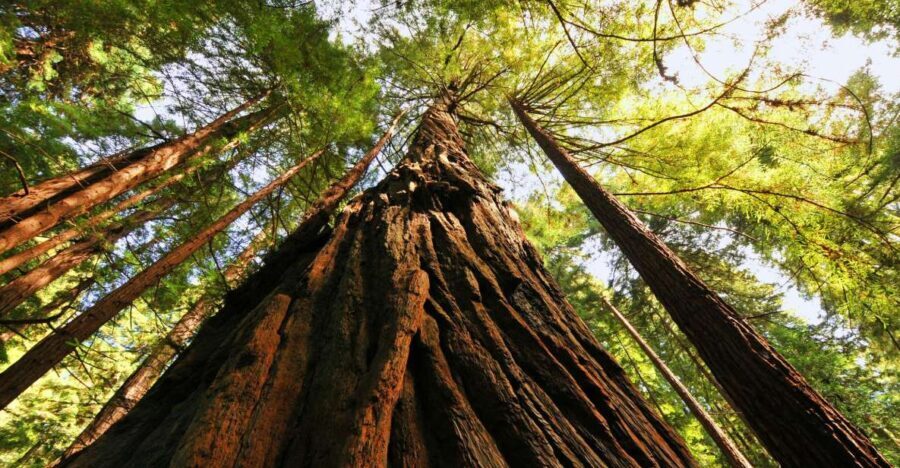 San Francisco: Private Muir Woods and Sausalito Tour - The Value of this Tour
