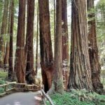 San Francisco, Redwoods & Sausalito: A Scenic Small-Group Escape - Who Should Consider This Tour?