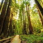 San Francisco to Muir Woods Shuttle - The Itinerary: What to Expect at Each Stop