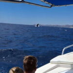 San José del Cabo: Ocean Safari - What to Expect During the Tour