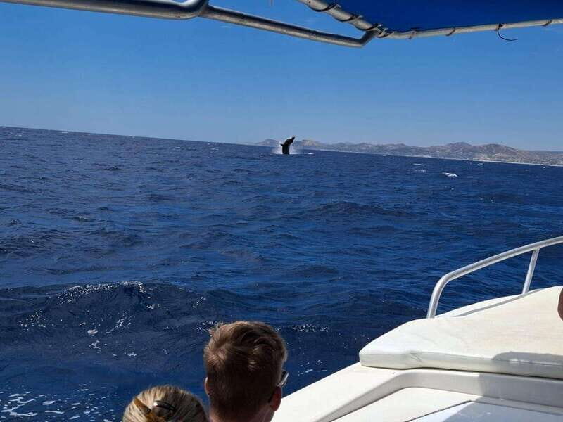 San José del Cabo: Ocean Safari - What to Expect During the Tour