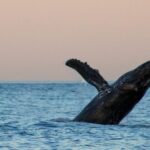 San Jose del Cabo Sunset Whale Watching - The Practicalities: Pricing, Duration, and What’s Included