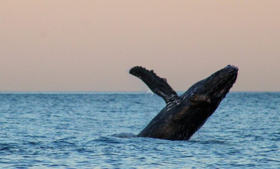 San Jose del Cabo Sunset Whale Watching - The Practicalities: Pricing, Duration, and What’s Included