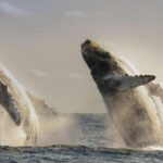 San Jose del Cabo Whale Watching - Who Will Love This Tour?