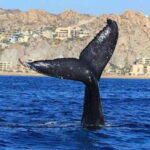 San José del Cabo: Whale Watching Experience - What To Expect