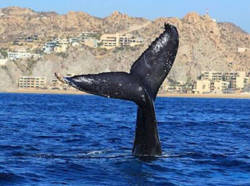 San José del Cabo: Whale Watching Experience - What To Expect
