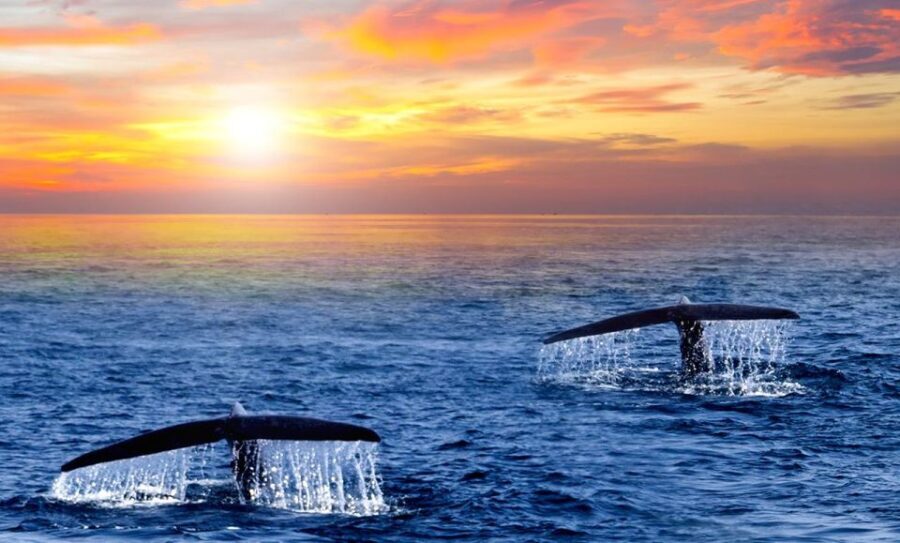 San Jose del Cabo Whale Watching Sunrise Tour - The Itinerary in Detail