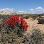San Juan River and Hummer Cliff Dwelling Expedition - Authentic Experiences and Highlights