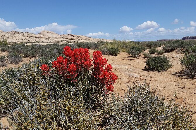San Juan River and Hummer Cliff Dwelling Expedition - Authentic Experiences and Highlights