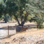 San Luis Obispo: Margarita Ranch Foraging Tour - Authentic Feedback and Insights