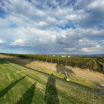 San Miguel de Allende: A Journey Through Vineyards - Is it Worth the Price?