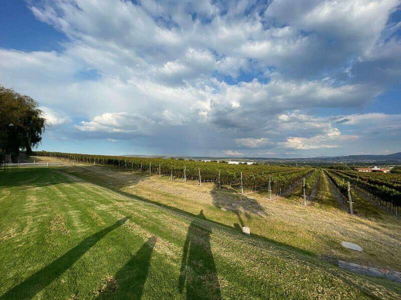 San Miguel de Allende: A Journey Through Vineyards - Is it Worth the Price?
