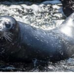 San Pedro: West Harbor LA Dolphin & Whale Watching Cruise - FAQ