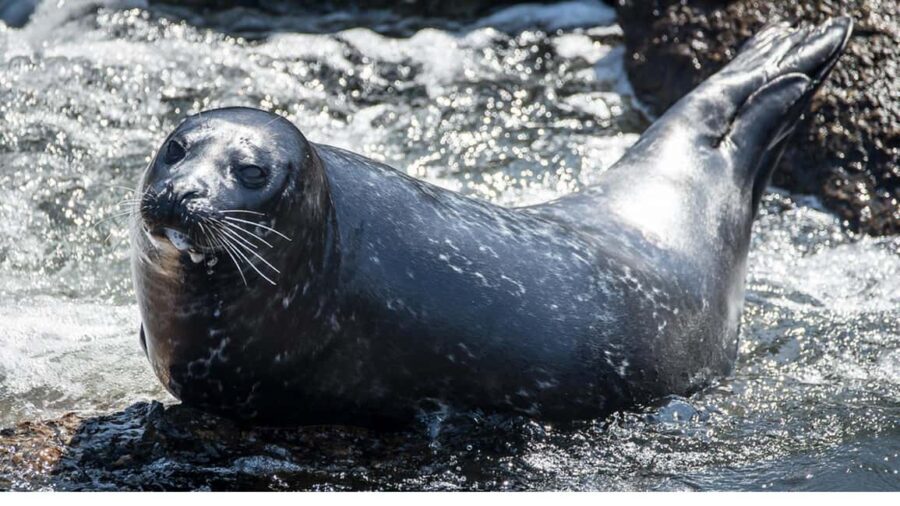 San Pedro: West Harbor LA Dolphin & Whale Watching Cruise - FAQ