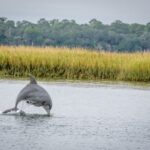 Savannah: Dolphin Spotting and Wildlife Eco Cruise - Who Will Love This Tour?