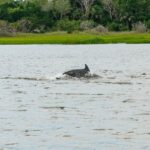 Savannah: Tybee Island Dolphin Tour - Lunch at the Crab Shack