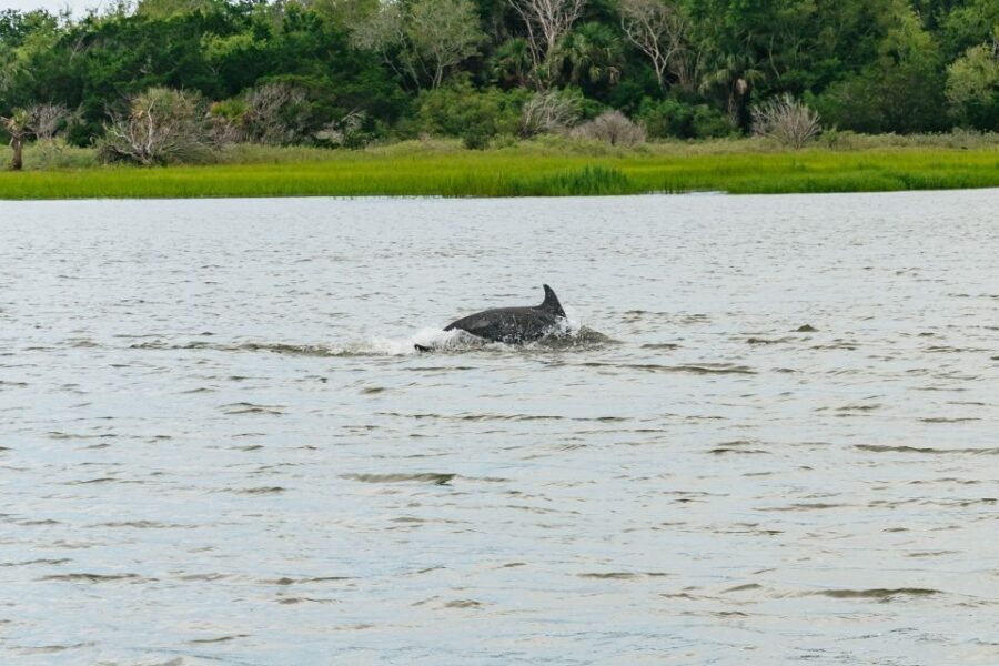 Savannah: Tybee Island Dolphin Tour - Lunch at the Crab Shack