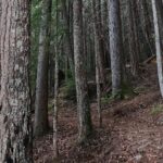 Scavenger Hunt Adventure with Geocaching in Whistler - Meeting Points and Practicalities