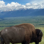 Scenic Driving Tour Flathead Lake and Bison Range - The value of this tour