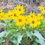 Scenic Float on the Salmon River - Half Day - What to Expect During the Float