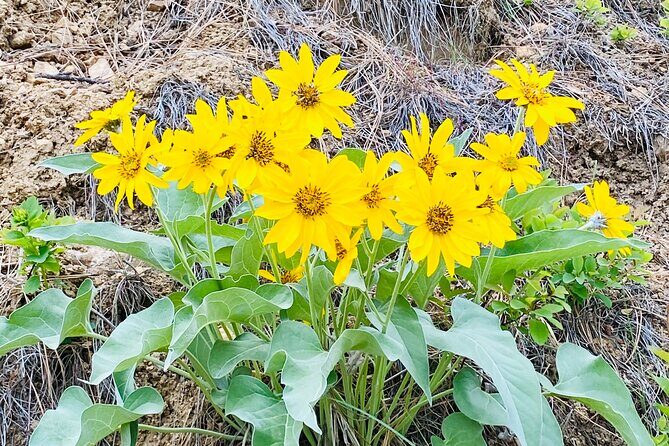 Scenic Float on the Salmon River - Half Day - What to Expect During the Float
