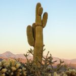Scottsdale: McDowell Sonoran Preserve Hiking Tour - The Practical Side