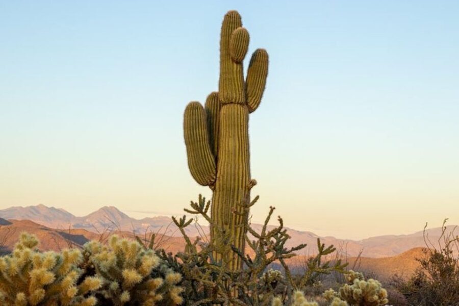 Scottsdale: McDowell Sonoran Preserve Hiking Tour - The Practical Side