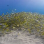 Scuba Dive at Electric Beach - What to Expect When Booking