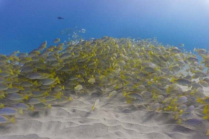 Scuba Dive at Electric Beach - What to Expect When Booking