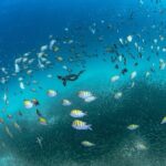 Scuba Dive in La Paz: Sea Lions, Turtles, Fish Schools and Wrecks - Authentic Experiences and Genuine Reviews