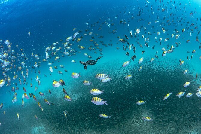 Scuba Dive in La Paz: Sea Lions, Turtles, Fish Schools and Wrecks - Authentic Experiences and Genuine Reviews