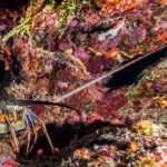Scuba Dive in Playa del Carmen - 2 Dives (Certified divers) - In-Depth Look at the Itinerary