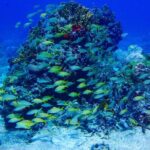 Scuba Diver Certification Course - Cost and Value