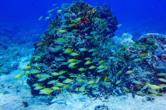 Scuba Diver Certification Course - Cost and Value