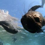 Scuba Diving Adventure in La Paz - Who Will Love This Tour?