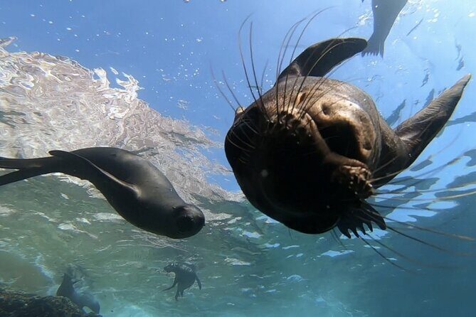 Scuba Diving Adventure in La Paz - Who Will Love This Tour?