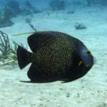 Scuba Diving for Beginners  Playa del Carmen or Tulum - The Itinerary in Detail: What’s in Store
