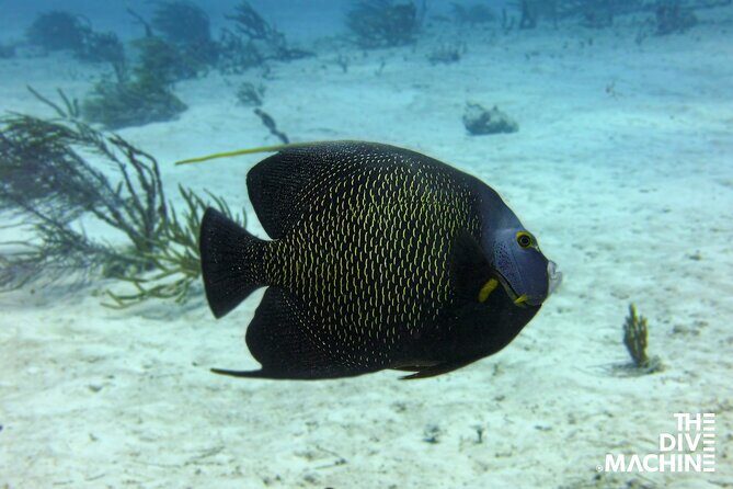Scuba Diving for Beginners  Playa del Carmen or Tulum - The Itinerary in Detail: What’s in Store