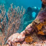 Scuba Diving in Cozumel Island - The Experience’s Value