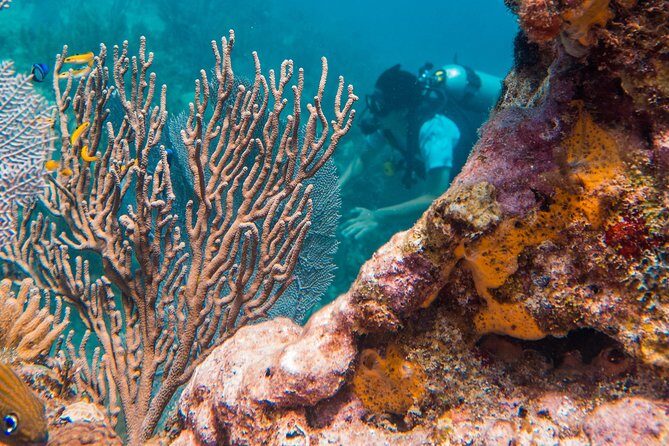 Scuba Diving in Cozumel Island - The Experience’s Value