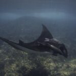 Scuba Diving in La Paz Private Tour - Value and Pricing: Is It Worth It?