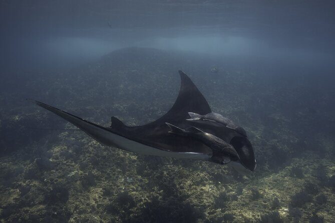 Scuba Diving in La Paz Private Tour - Value and Pricing: Is It Worth It?