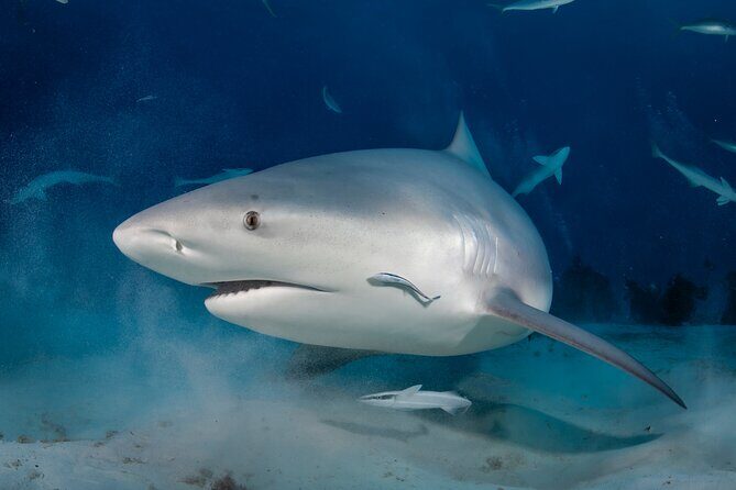 Scuba Diving in Playa del Carmen for Small Groups - Who Will Love This Experience