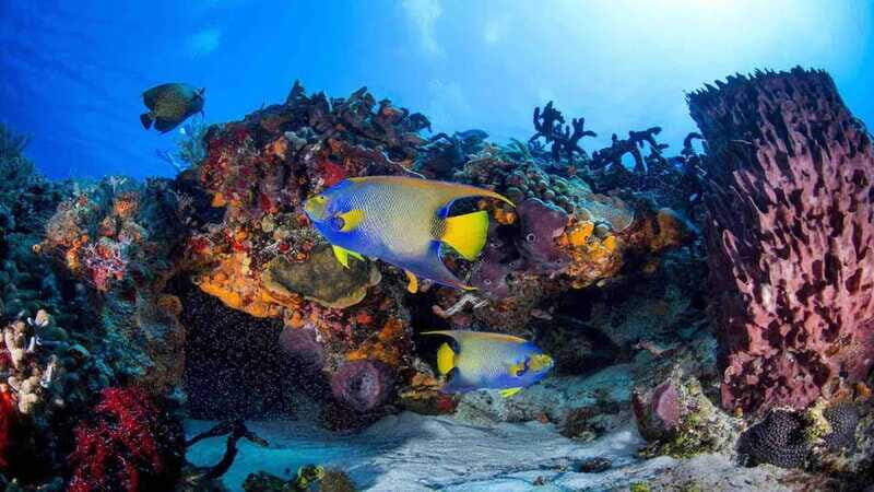 Scuba Diving Playa del Carmen: PADI Open Water Certification - What to Expect During the Course